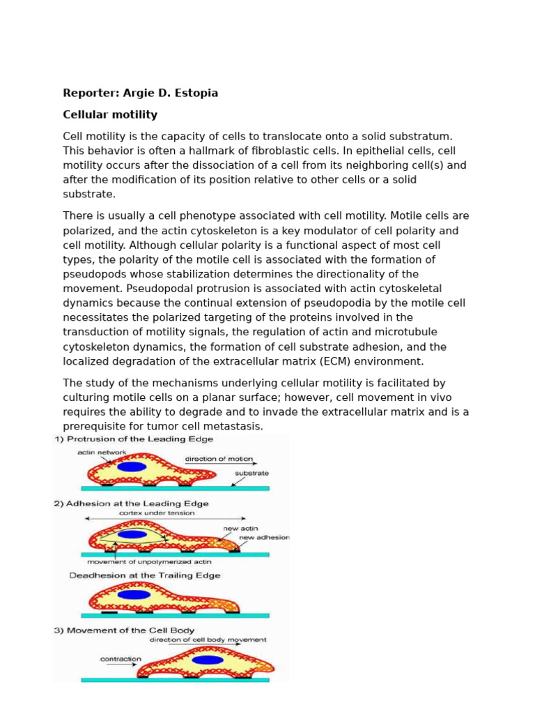 Cell Motility | PDF | Cytoskeleton | Cell (Biology)