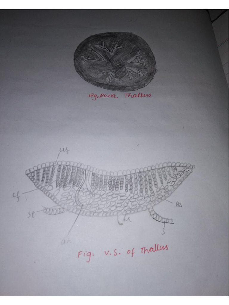 Bryophyte | PDF