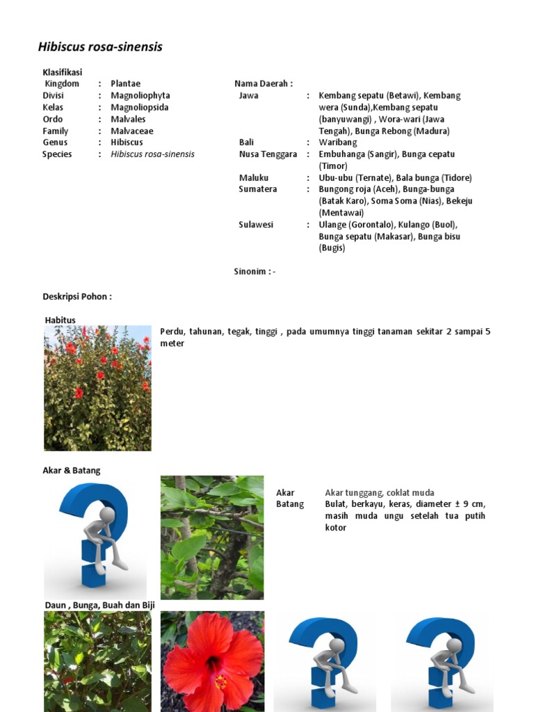 38+ Gambar Bunga Kembang Sepatu Akar yang Lagi Viral - Informasi ...