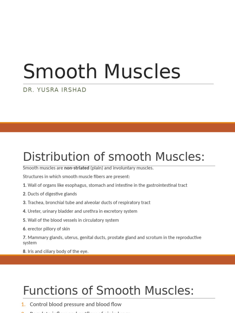 Understanding Smooth Muscles: Functions & Types | PDF | Muscle ...