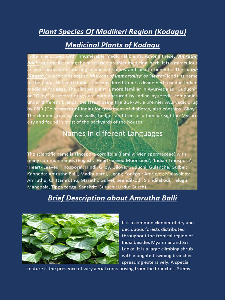 Medicinal Plants of Kodagu: Amrutha Balli | PDF | Ayurveda | Flowers