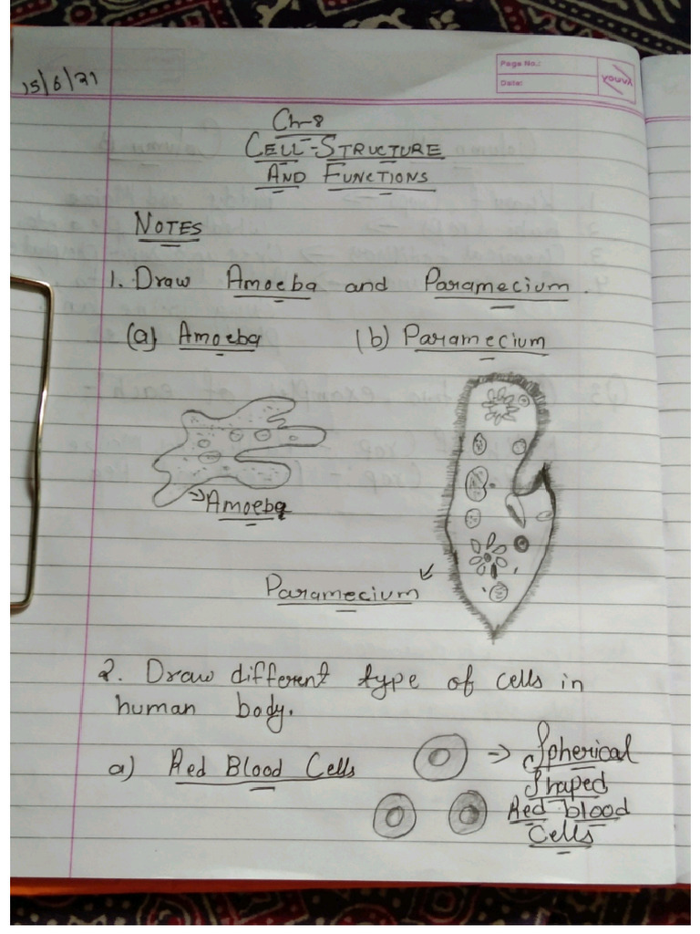 Ch-8 Science Drawing | PDF