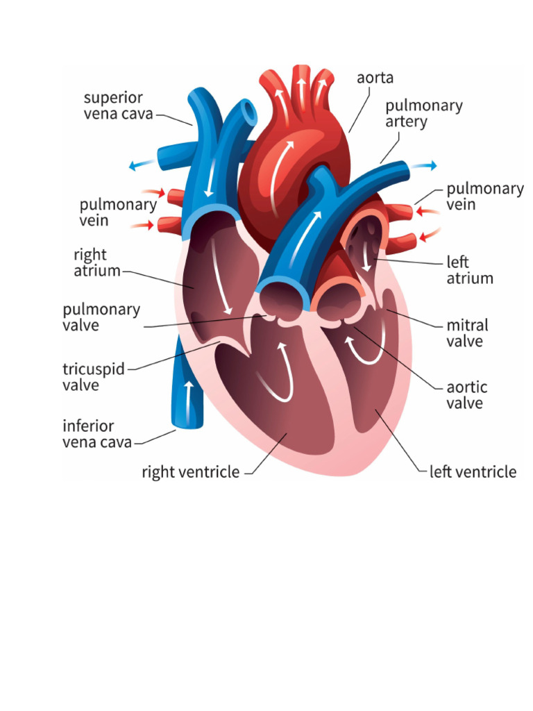 Human Heart | PDF