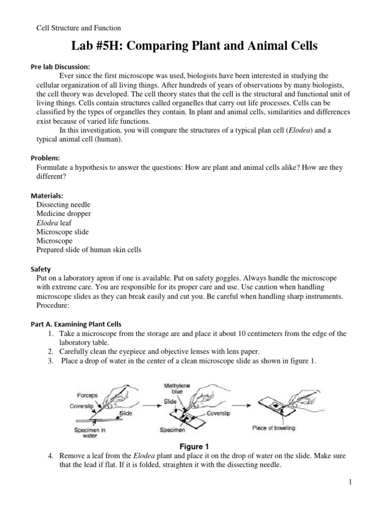 Lab 5H - Comparing Plant and Animal Cells PDF | PDF | Microscope | Cell ...