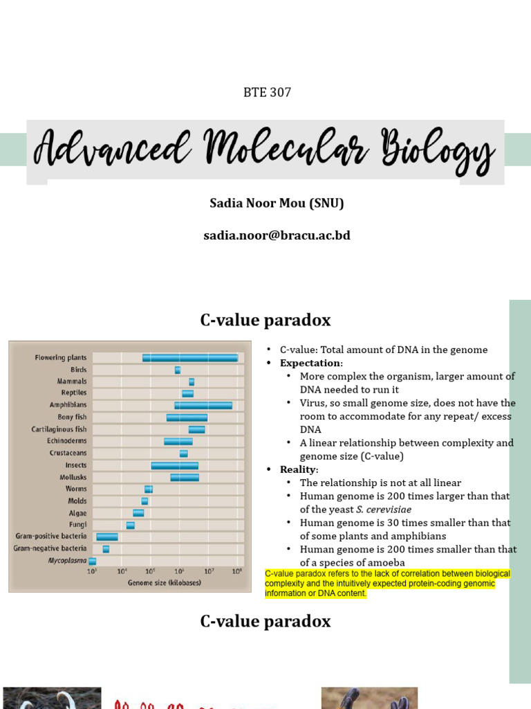BTE 307 - Lecture 6 - SNU - Fall2024 | PDF | Gene | Messenger Rna