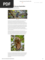 Simbolos Patrios de Puerto Rico | PDF | Naturaleza