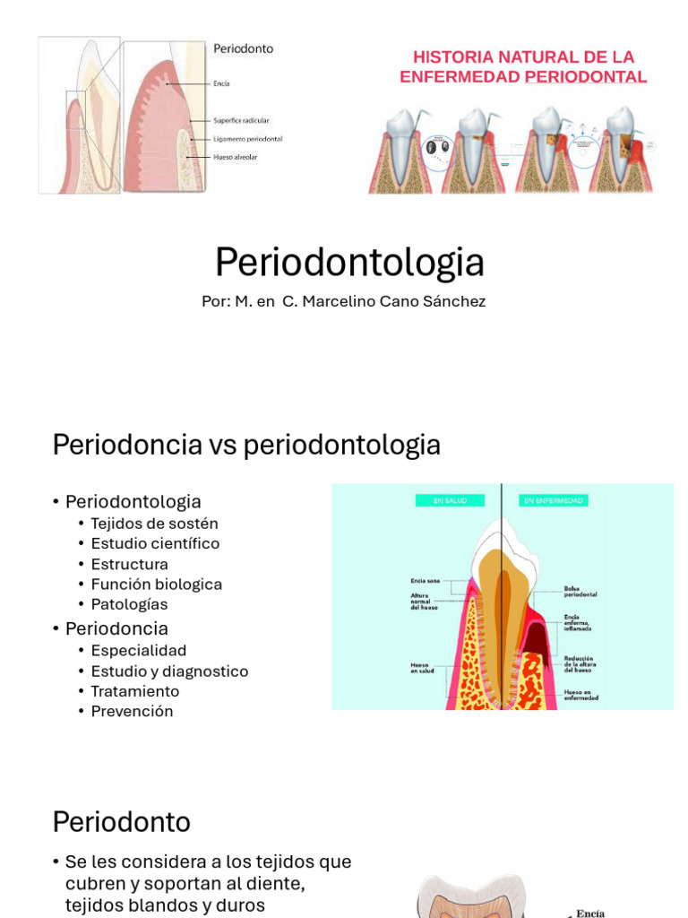 Generalidades de Periodontologia | PDF | Epitelio | Anatomía