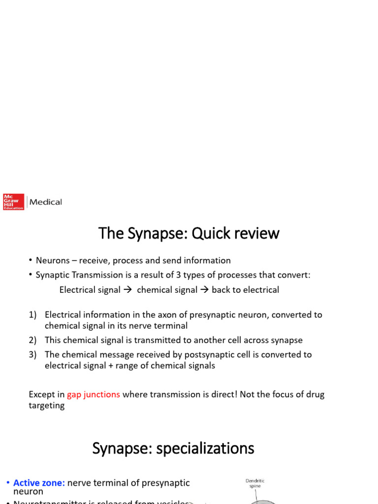 BIOL 4820 Lec 3 Posted 2024 | PDF | Chemical Synapse | Synapse