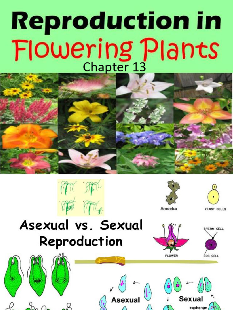 13 Reproduction in Plants | PDF | Sexual Reproduction | Plant Reproduction