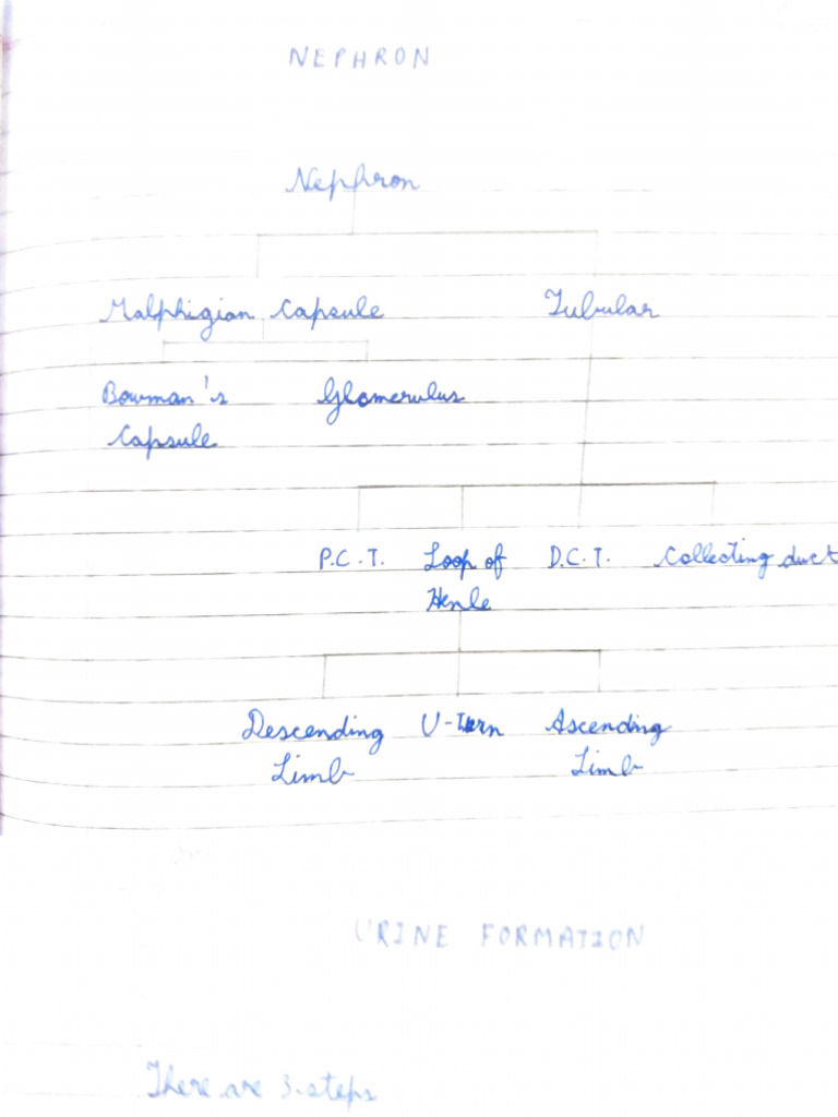 Urine Formation in Class 10 Biology | PDF