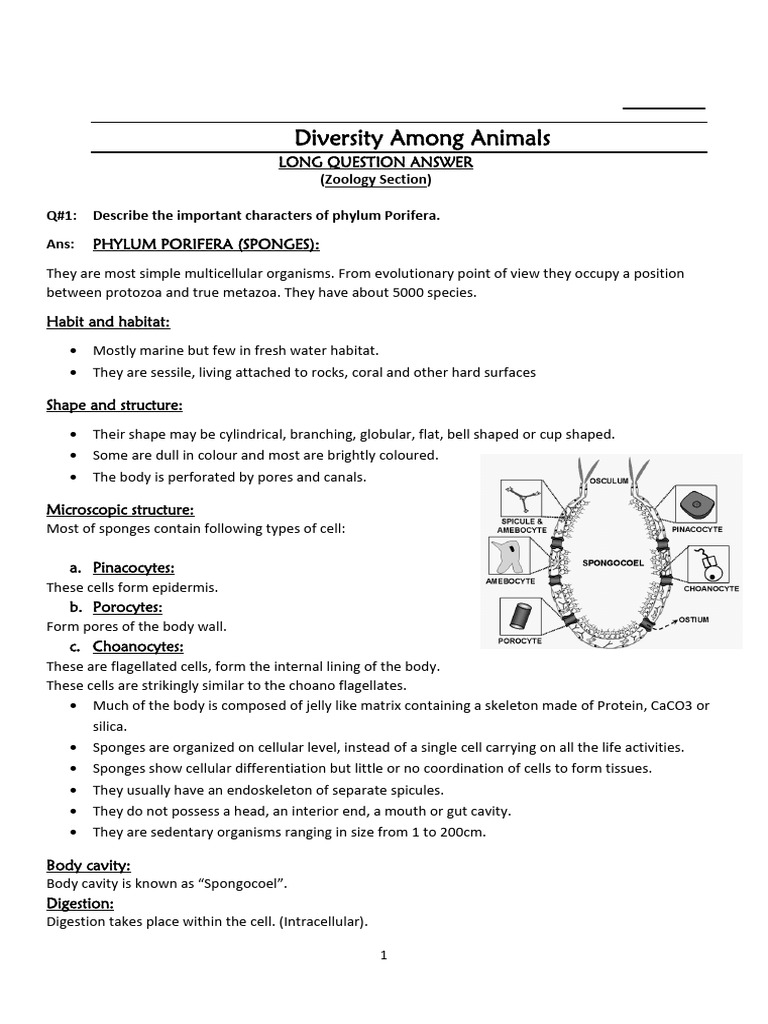 XI ZOO Chap 9 Long Ques Ans | PDF | Mollusca | Sponge