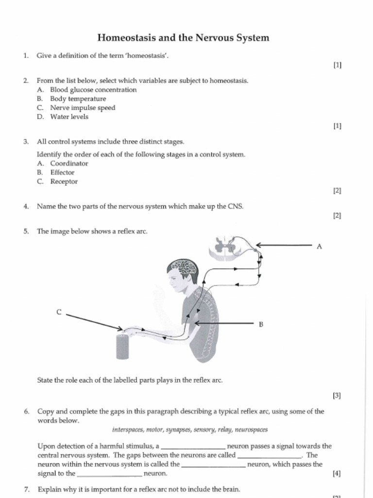 GCSE AQA Biology Homeostasis & The Nervous System | PDF