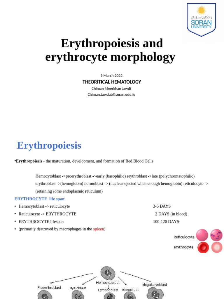 Erythropoiesis and RBC Morphology | PDF | Red Blood Cell | Anemia