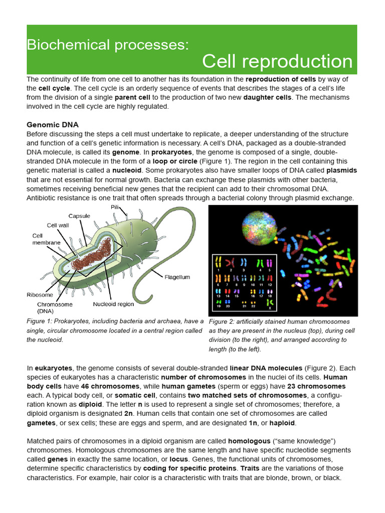 Infosheet Cell Division-1 | PDF | Mitosis | Chromosome