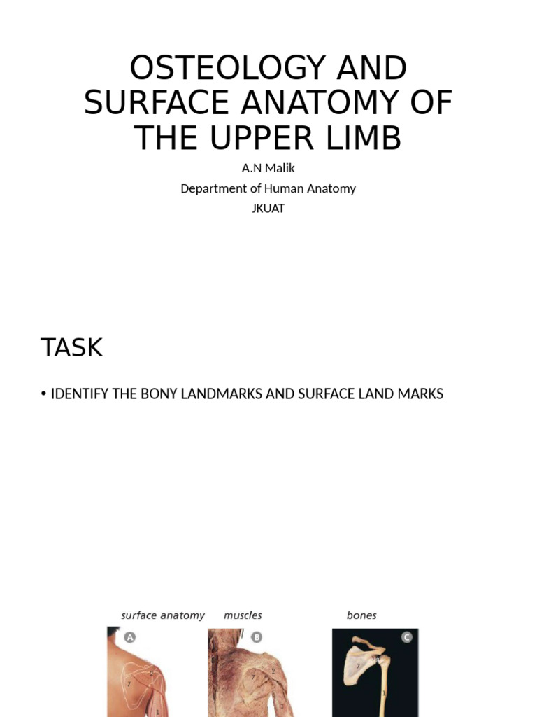 Osteology and Surface Anatomy of The Upper Limb | PDF