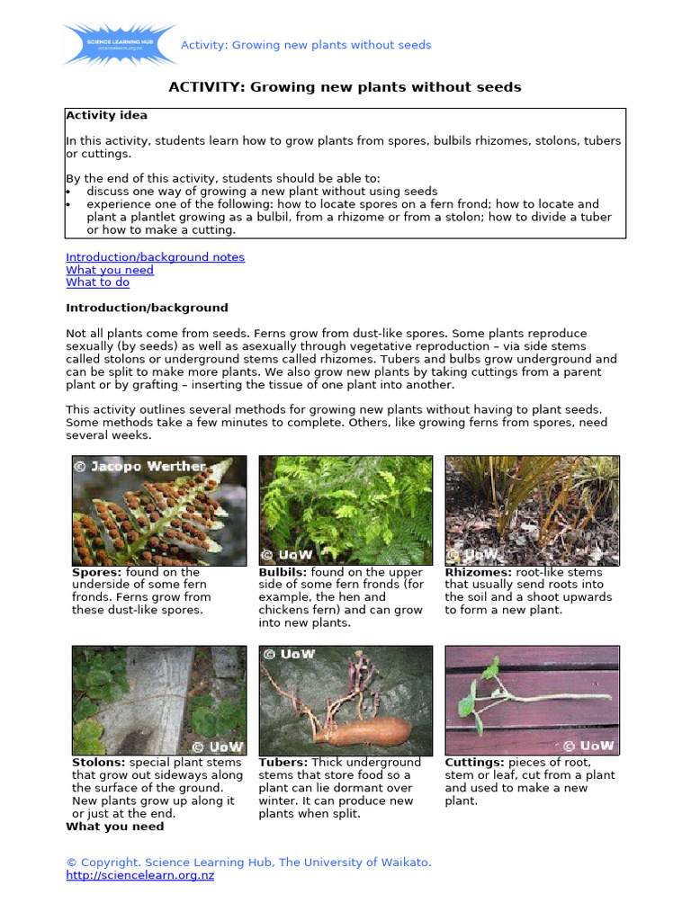 Grow Plants Asexually: Methods Explained | PDF | Fern | Plants