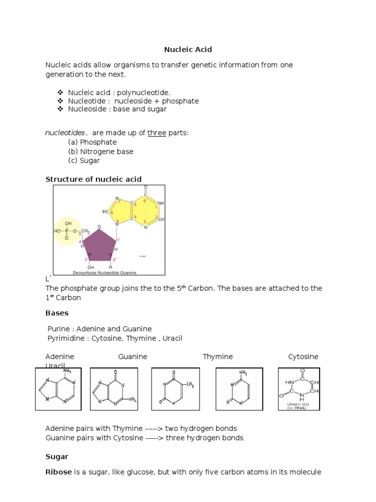 Nucleic Acids: Structure and Function | PDF | Nucleic Acids | Nucleotides