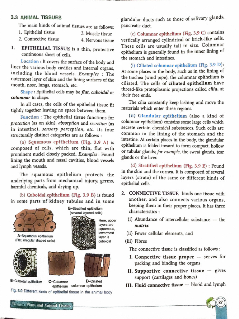 Animal Tissue | PDF | Epithelium | Muscle
