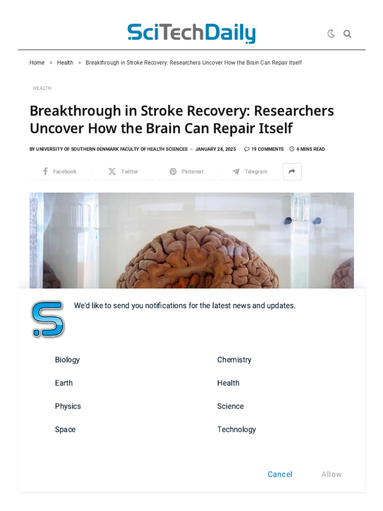 Breakthrough in Stroke Recovery - Researchers Uncover How The Brain Can ...