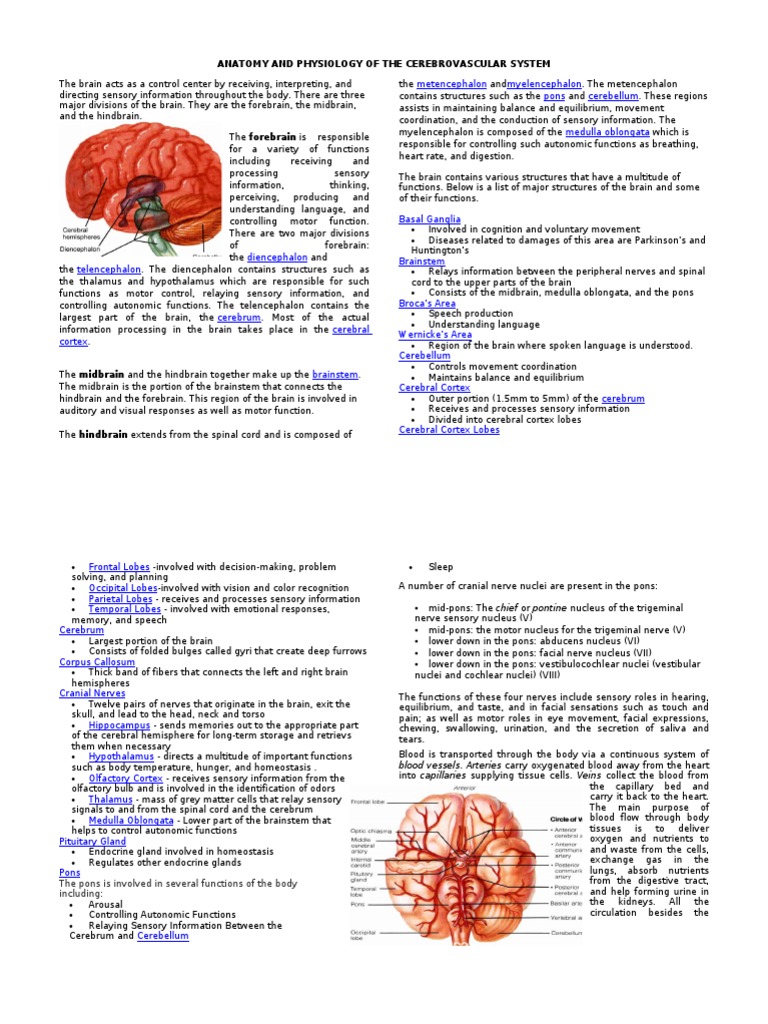 Anatomy and Physiology of The Cerebrovascular System | PDF | Cerebrum ...