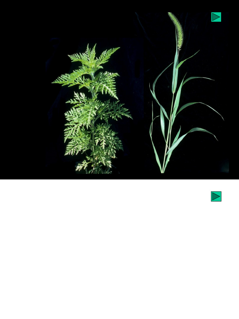 Weed Pictures With Names | PDF | Leaf | Flowers
