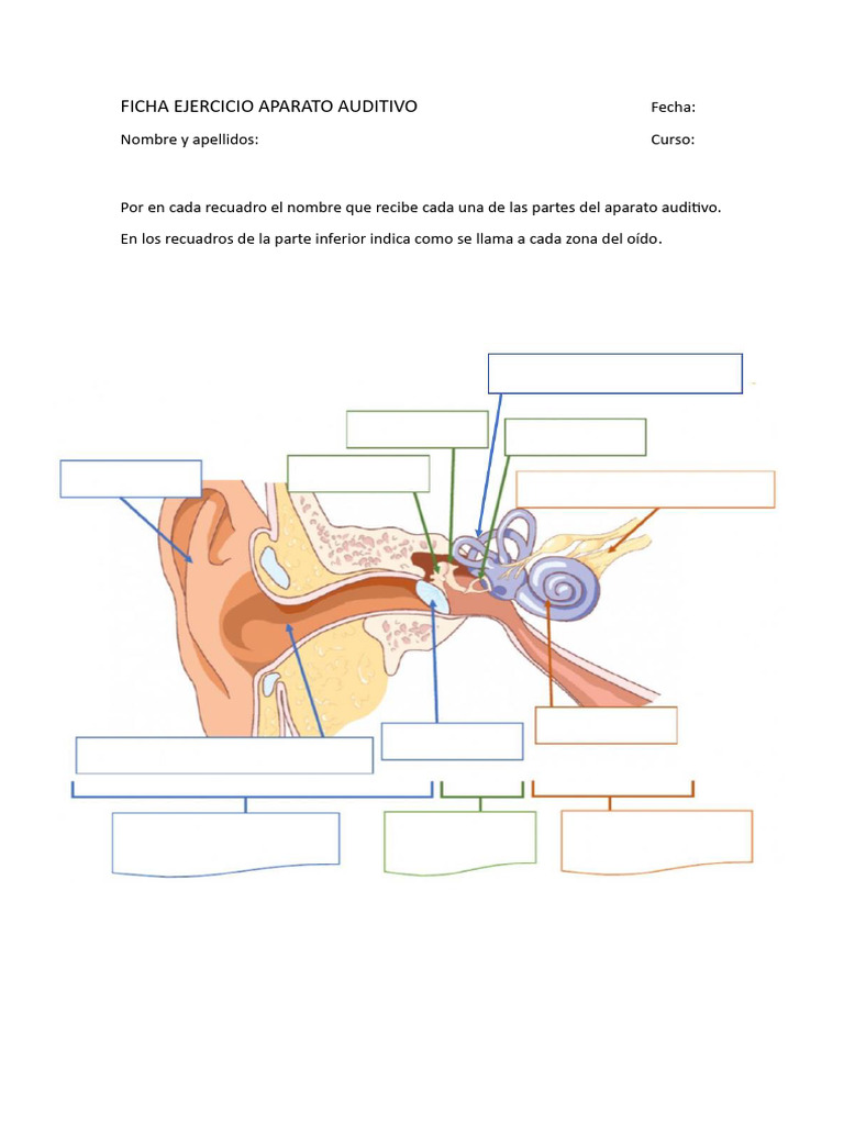 Ficha Ejercicio Aparato Auditivo | PDF