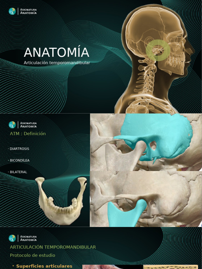 Anatomía de la ATM | PDF | Articulación | Anatomía humana