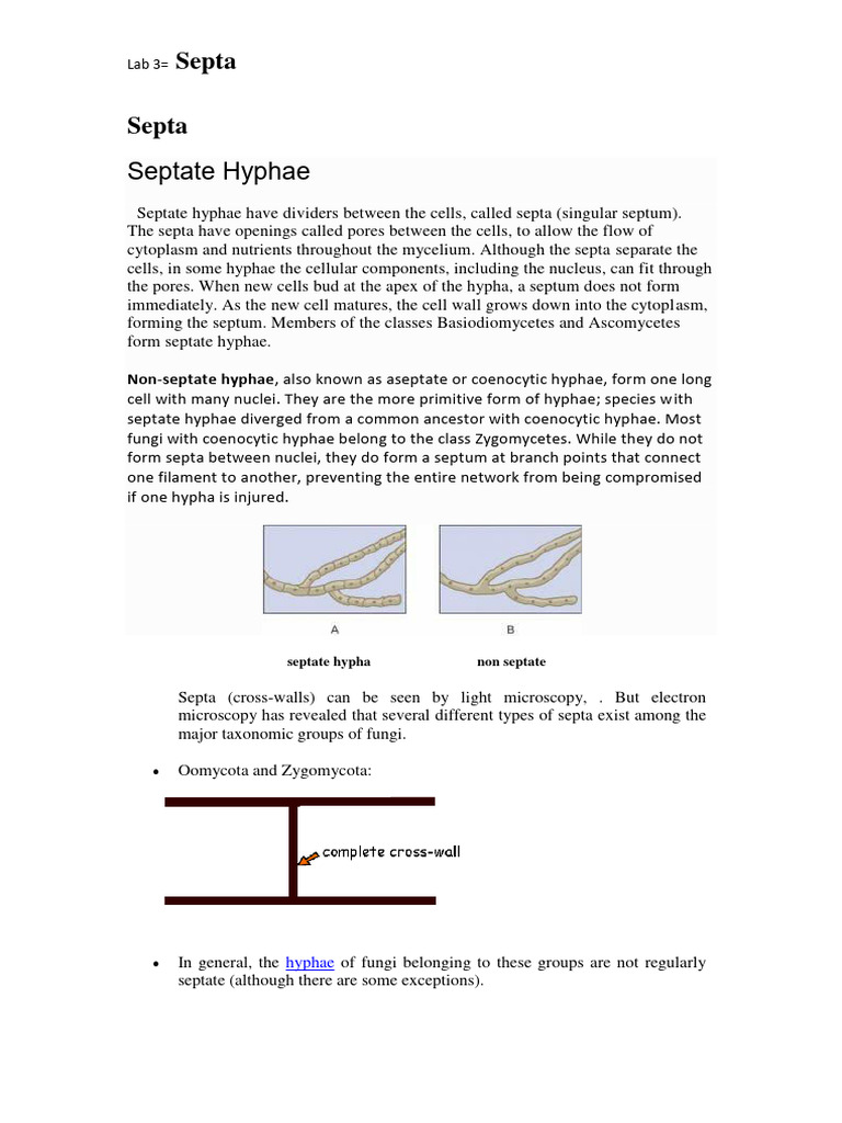 Septate Hyphae | PDF | Fungus | Organisms