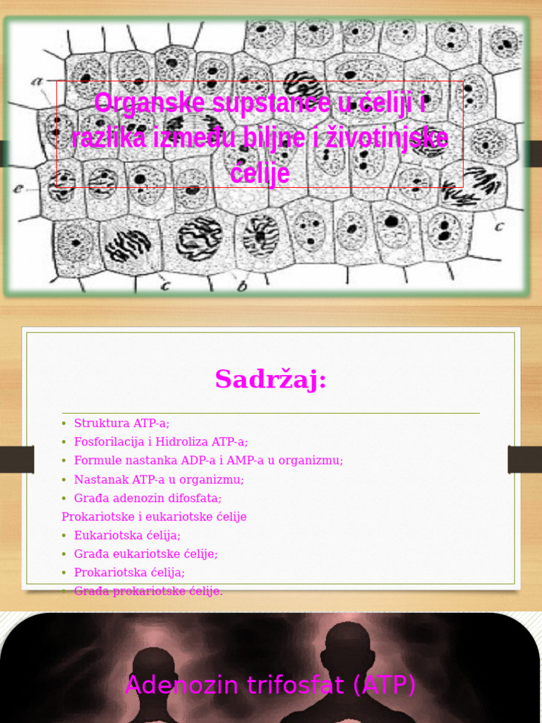 Biologija (Autosaved) | PDF