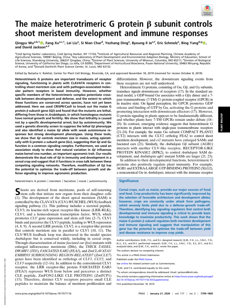 Maize Protein Gprotein Meristem | PDF | Cell Signaling | Signal ...