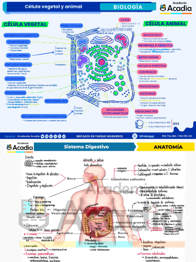 Chuletas de Anatomía y Biología | PDF