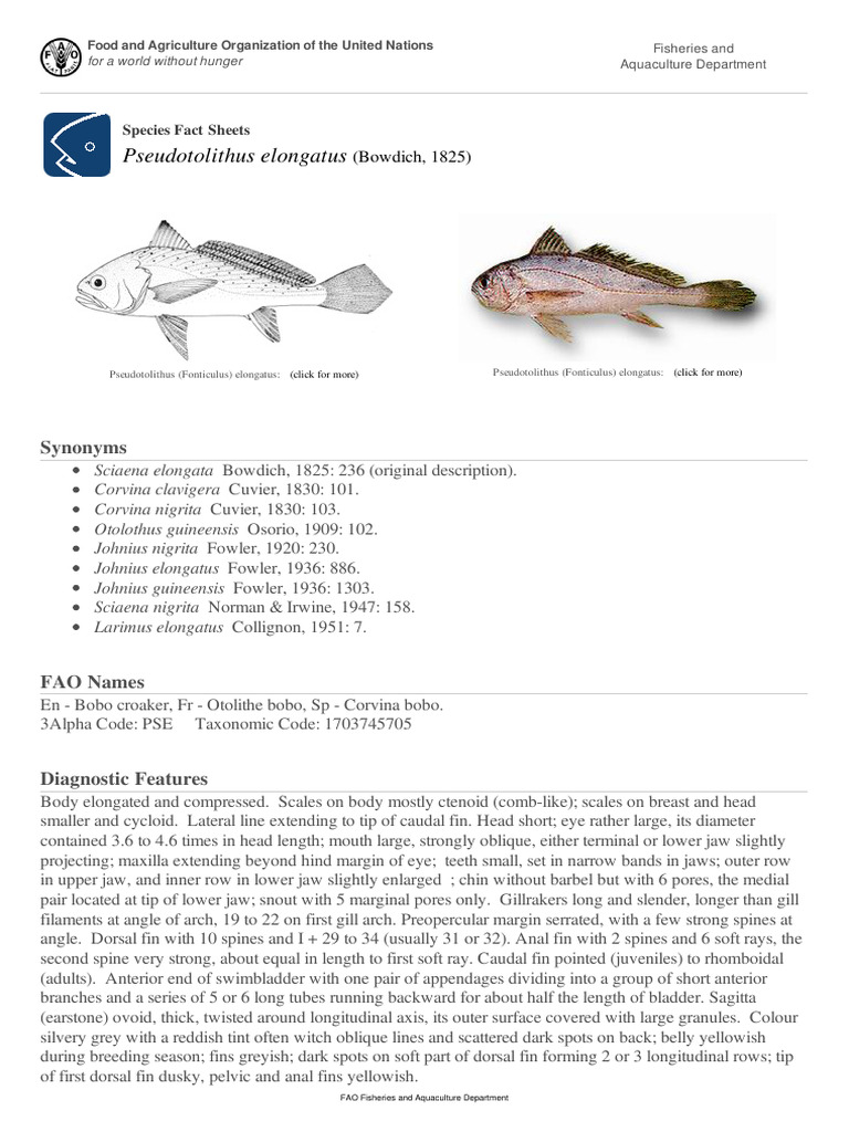 FAO Fisheries & Aquaculture - Species Fact Sheets - Pseudotolithus ...