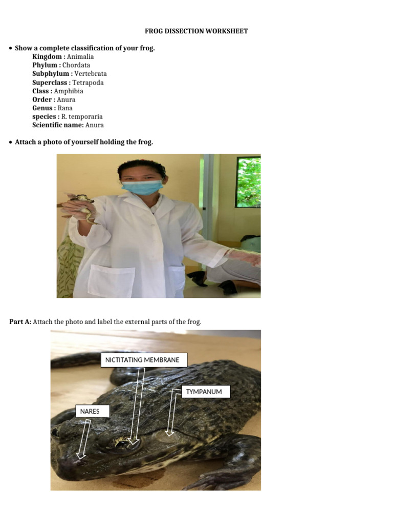 5 Frog Dissection Worksheet | PDF | Ventricle (Heart) | Frog
