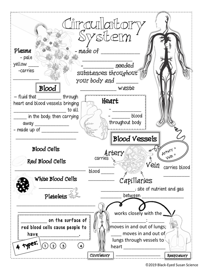 Circulatory System Notes | PDF