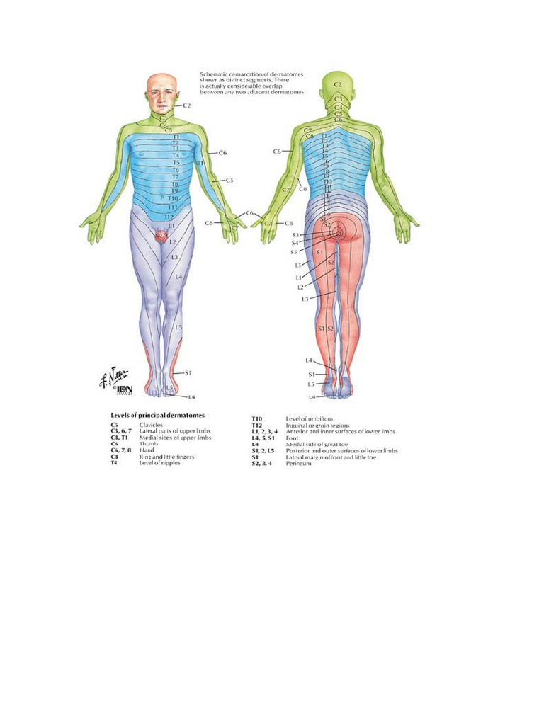 Peta-Dermatom | PDF
