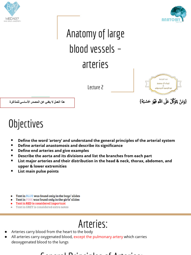 Anatomy of Major Arteries Overview | PDF | Aorta | Common Carotid Artery