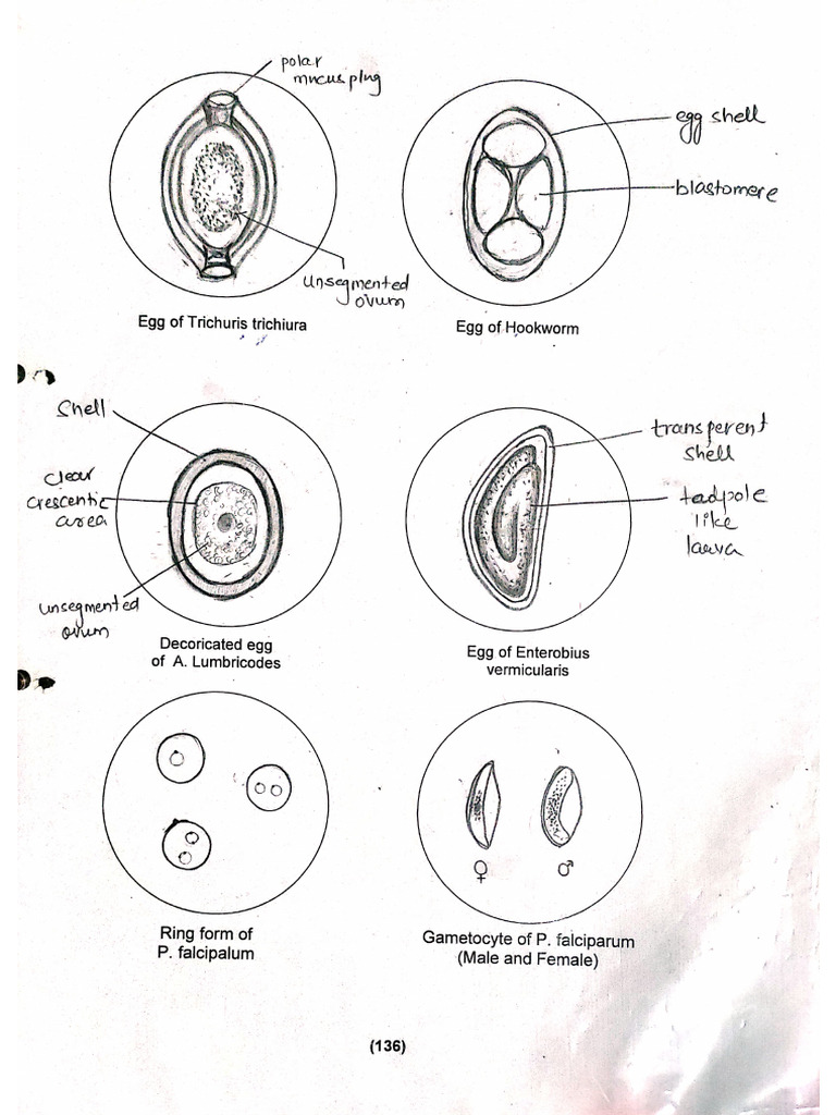 Micro Practical 24 | PDF