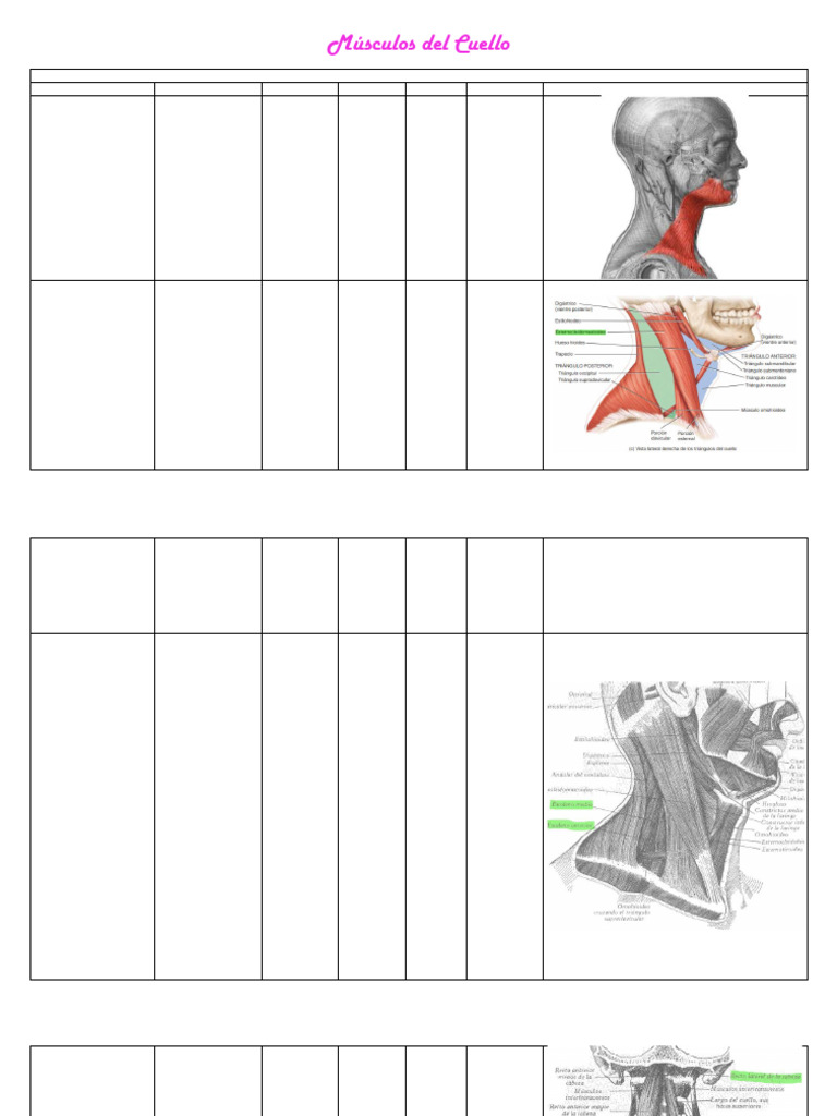 Músculos del Cuello: Anatomía y Funciones | PDF | La columna vertebral ...