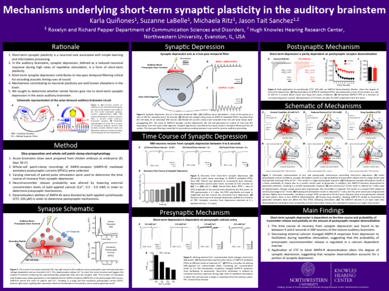 AAA poster | PDF | Auditory System | Excitatory Postsynaptic Potential