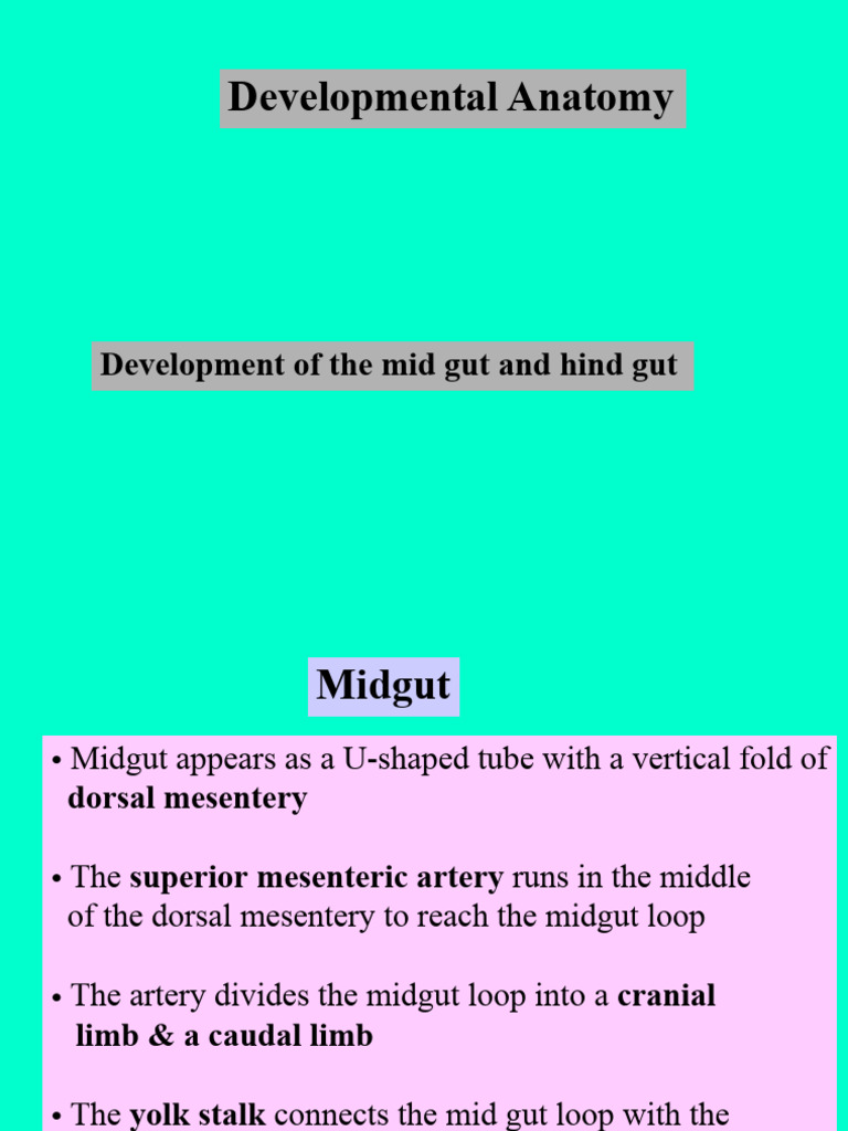 Development Ofmid& Hind Gut | PDF | Large Intestine | Gastrointestinal ...