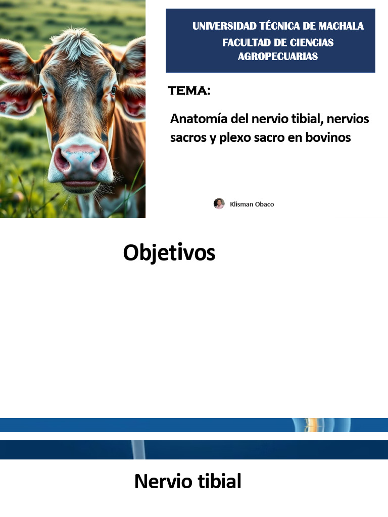 Anatomía del nervio tibial en bovinos | PDF | Nervio | Pie
