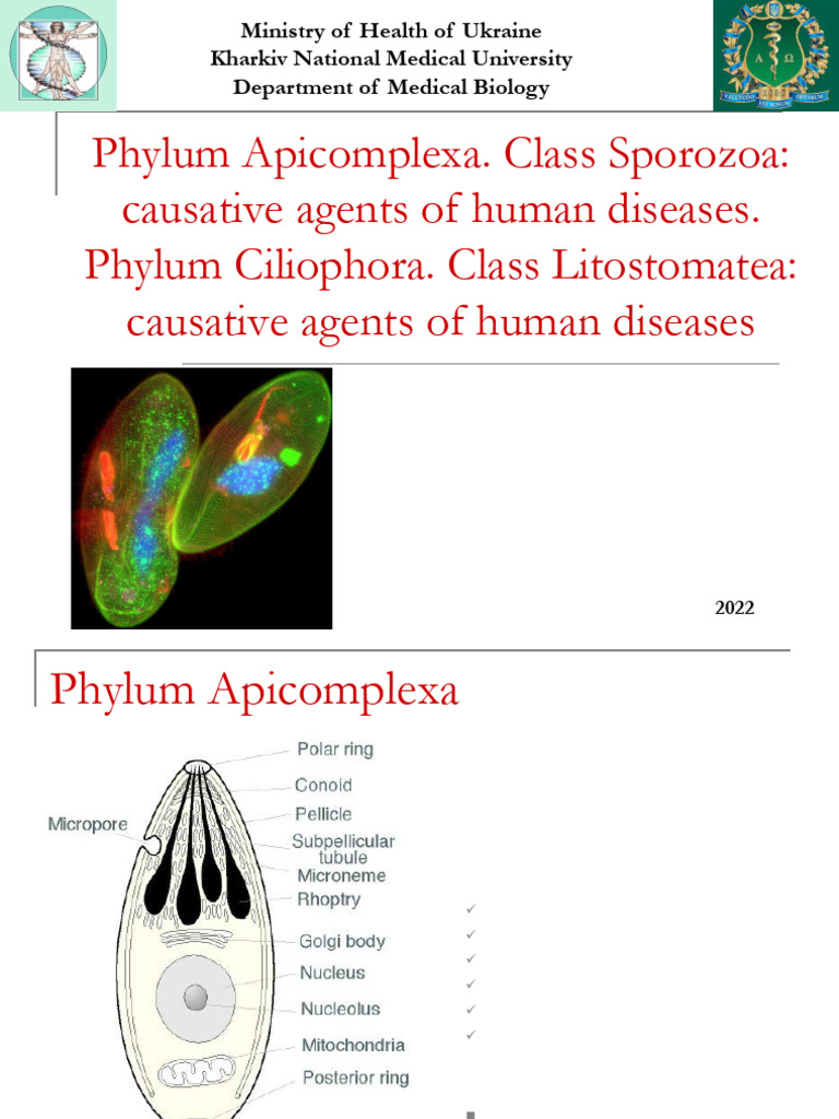 MB MED Slides Theme 18 Apicomplexa Ciliophora 2022 New | PDF | Plasmodium Falciparum | Plasmodium