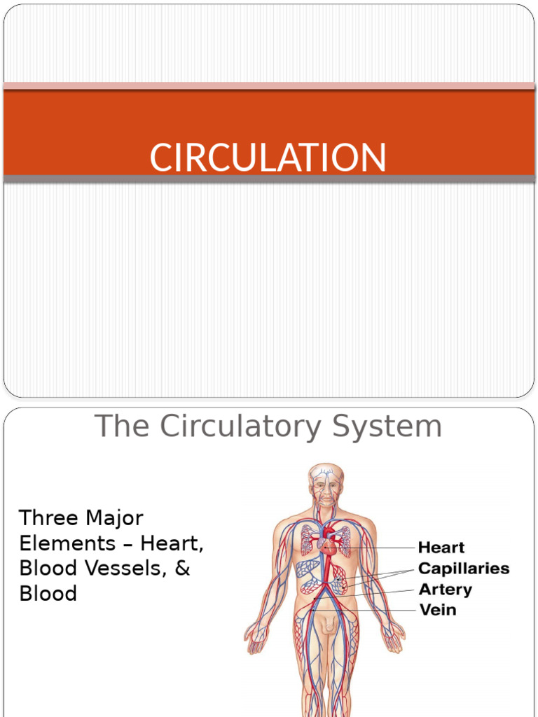 Circulation -PPT | PDF | Circulatory System | Artery