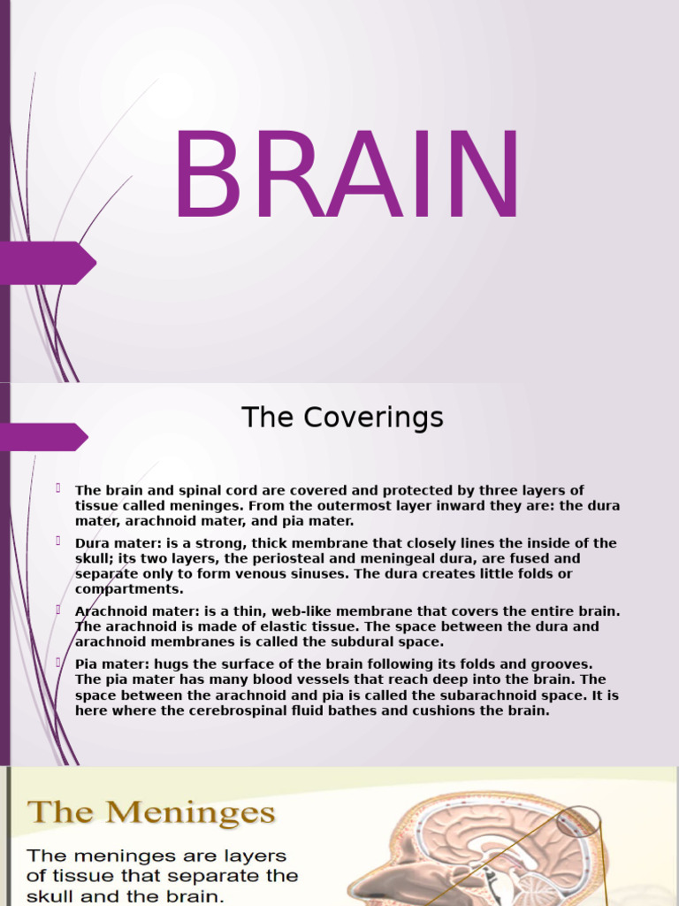 Brain | PDF | Nervous System | Brain