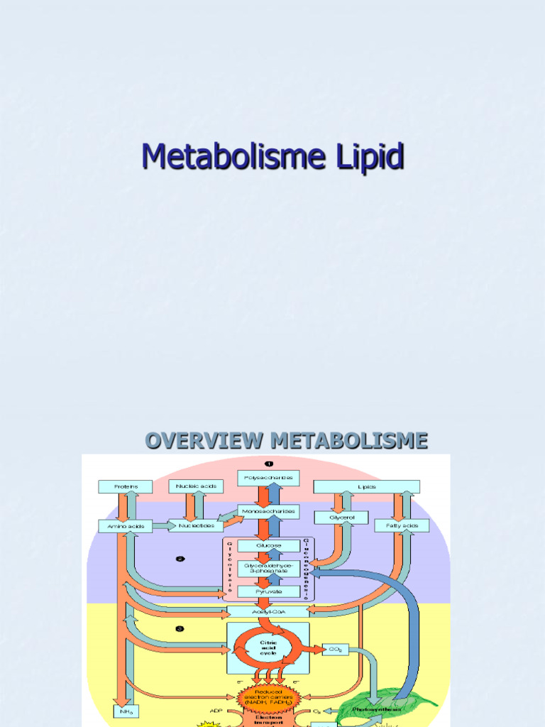 Metabolisme Lipid: Degradasi & Biosintesis | PDF