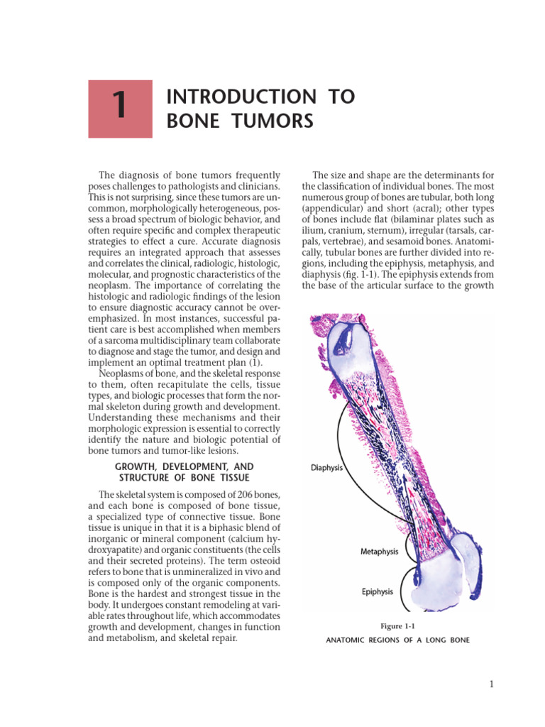 Understanding Bone Tumors and Growth | PDF | Bone | Sarcoma