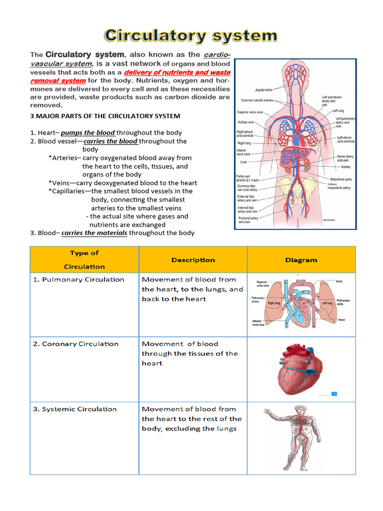 Circulatory System Notes M1 | PDF | Heart | Heart Valve