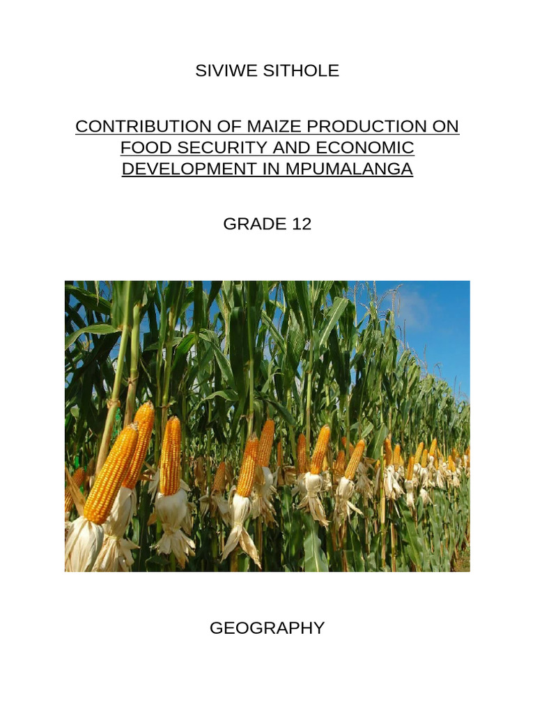 Maize's Role in Mpumalanga's Economy | PDF | Agriculture | Food Security