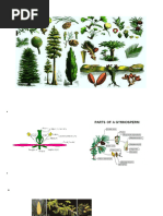 Gymnosperm Reproductive Structures | PDF | Seed | Biological Interactions