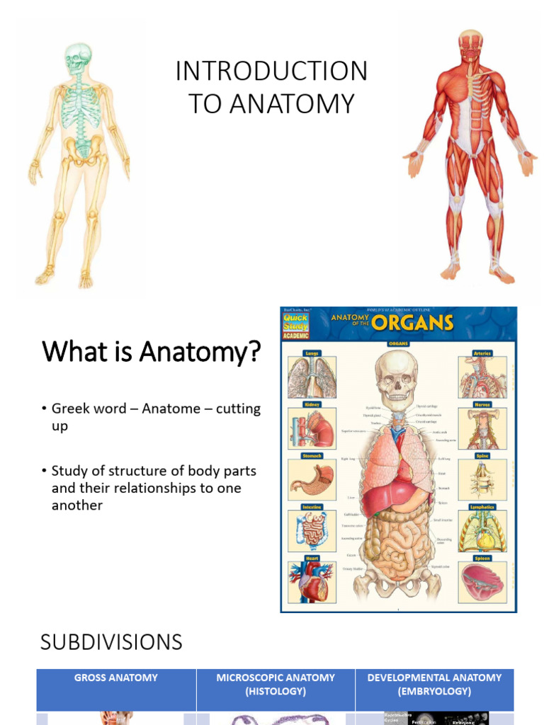 INTRODUCTION TO ANATOMY- 1 | PDF | Anatomical Terms Of Location | Anatomy